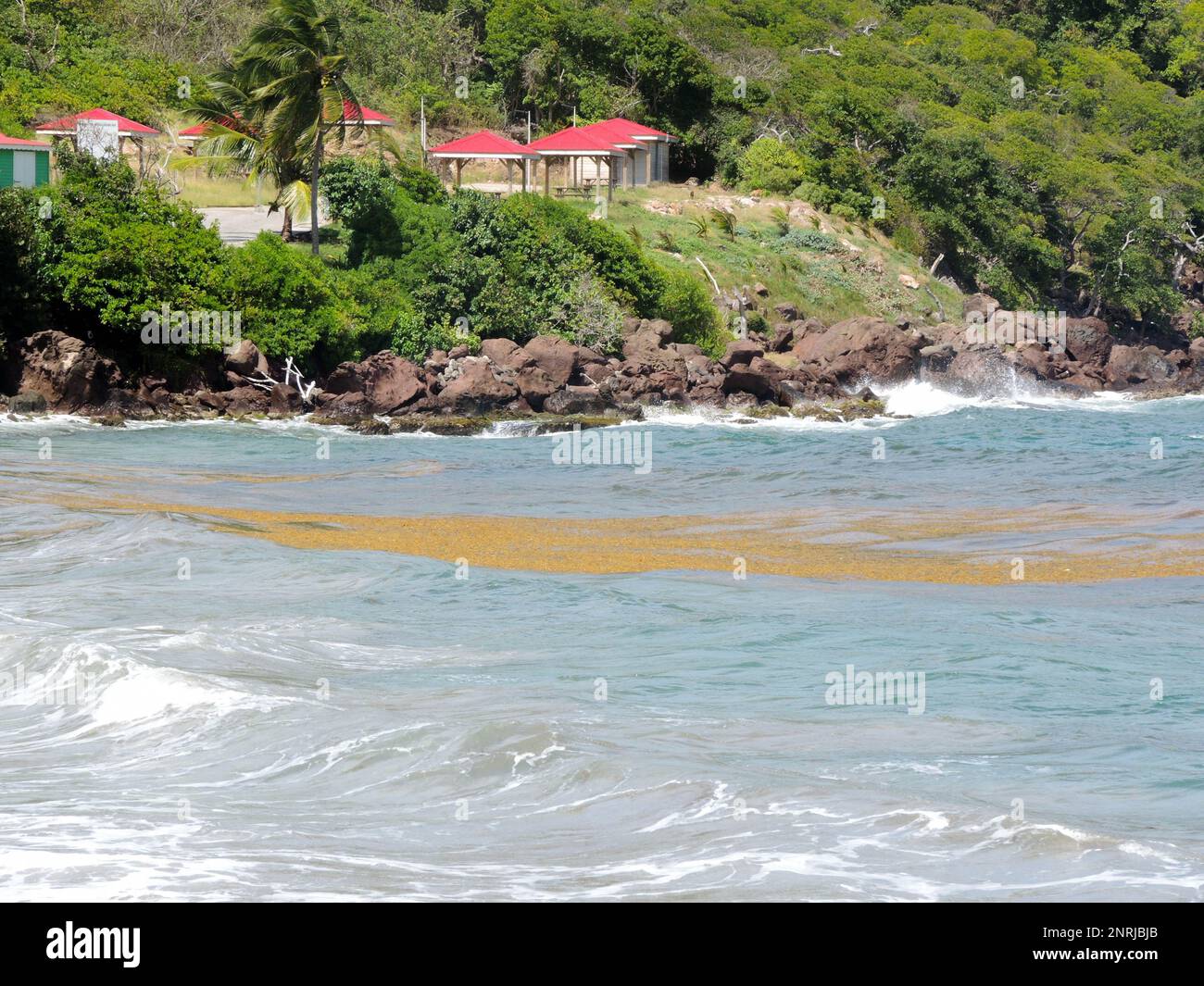 Illustration and view of the Sargasso Sea, pelagic algae that live in ...