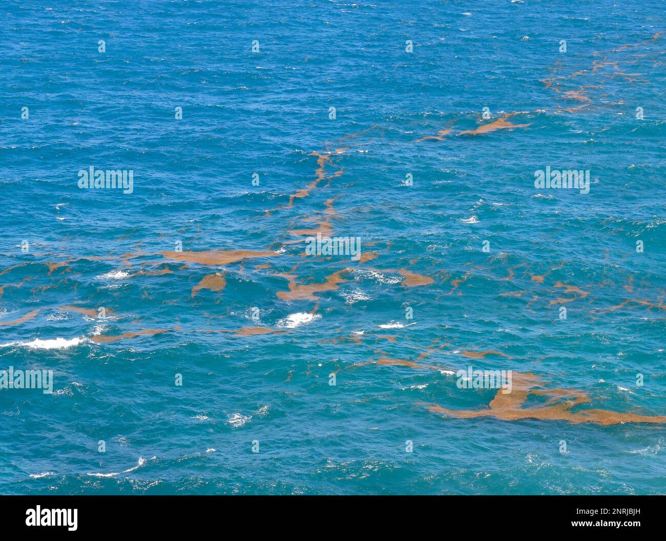 Illustration and view of the Sargasso Sea, pelagic algae that live in ...