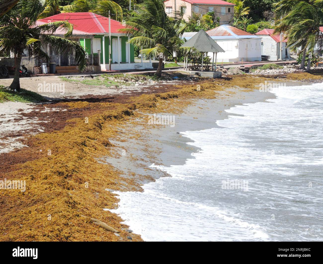 Illustration and view of the Sargasso Sea, pelagic algae that live in ...