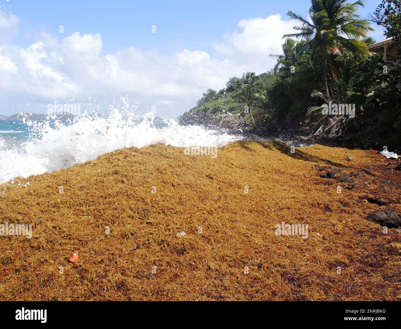 Illustration and view of the Sargasso Sea, pelagic algae that live in open sea with no roots. it ...