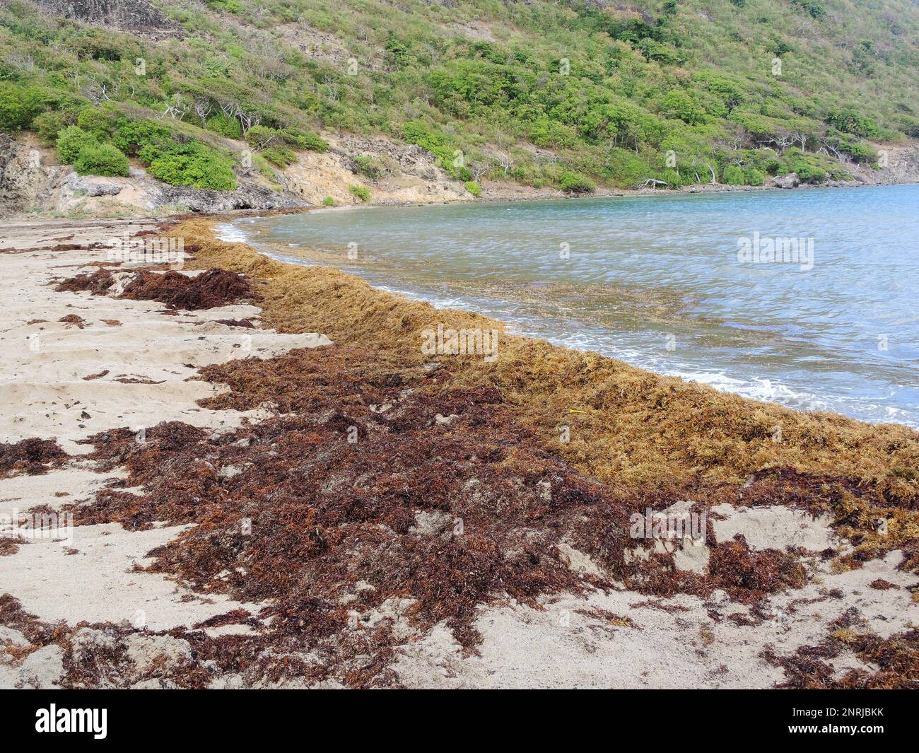 Illustration and view of the Sargasso Sea, pelagic algae that live in open sea with no roots. it ...