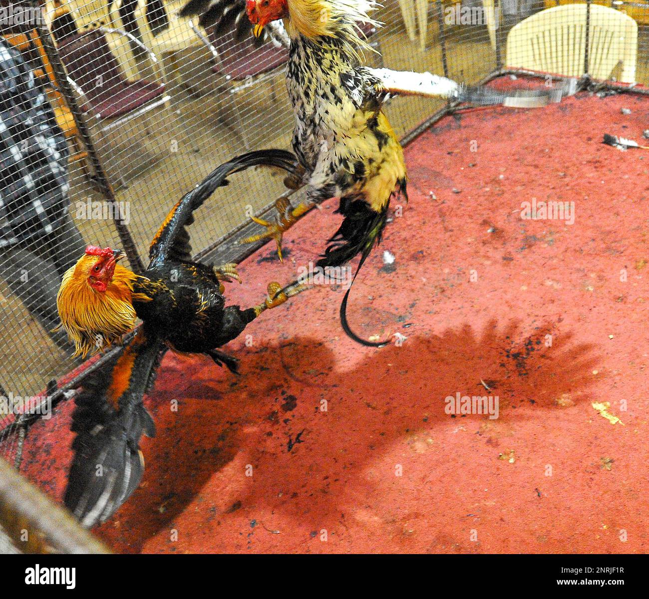 Combat de coq hi-res stock photography and images - Alamy