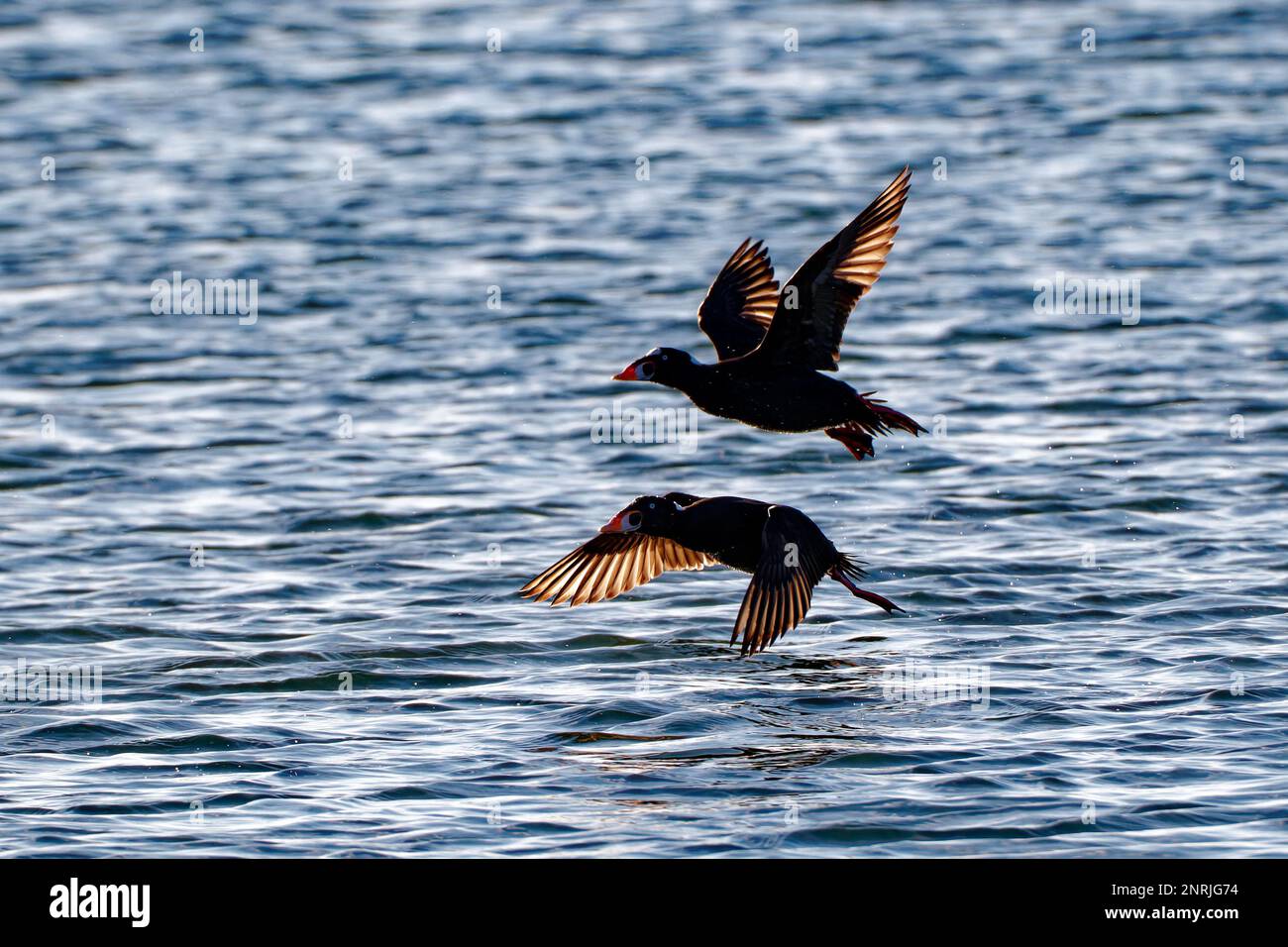 Two surf scoters soar over a tranquil body of water, wings spread wide ...