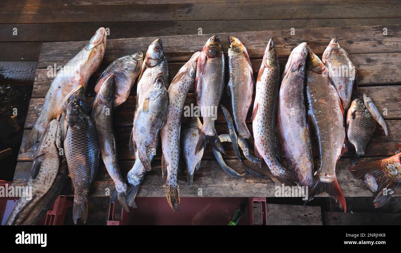 A variety of river fish from the Amur River on the fisherman's table ...