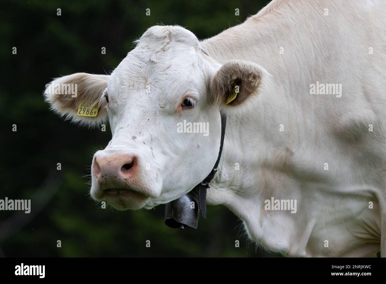 White cow with cow bell Stock Photo - Alamy