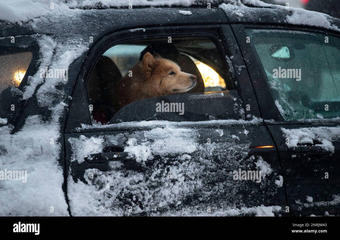 A dog pokes its head through an open window as snow falls in Duluth ...