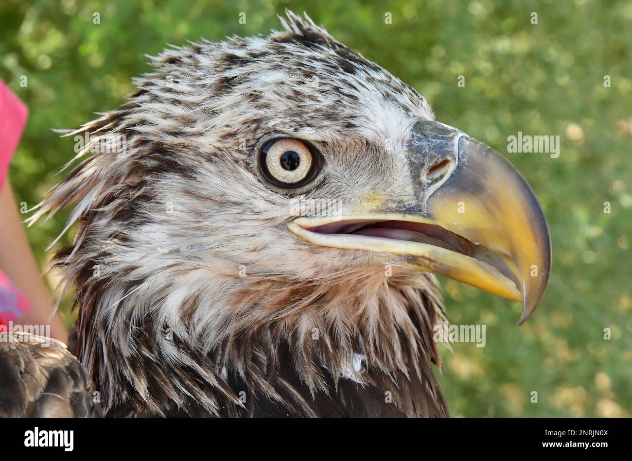 FILE - In this June 24, 2019 file photo provided by the Arizona Game ...