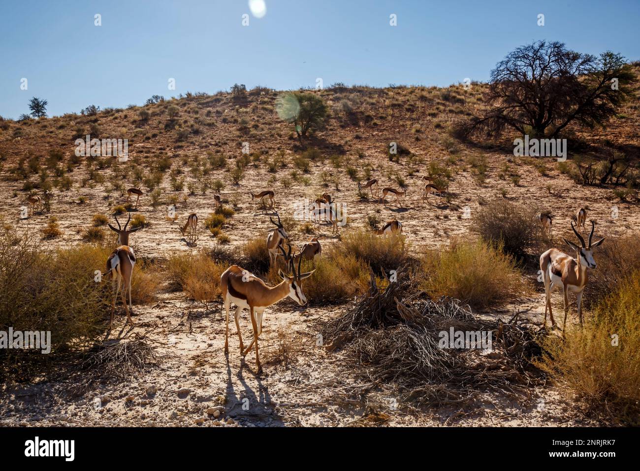 Springbok group in backlit wide angle view in Kgalagari transfrontier ...