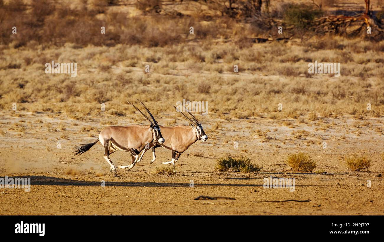 Two South African Oryx running pursuit in Kgalagadi transfrontier park ...