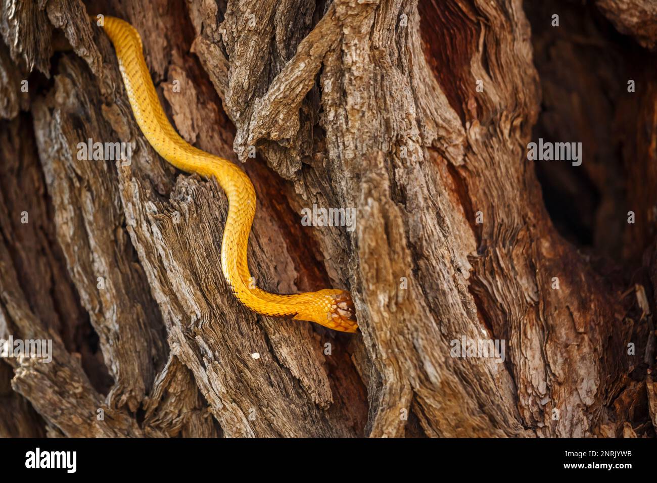 Cape cobra in tree trunk with nice bark in Kgalagadi transfrontier park ...
