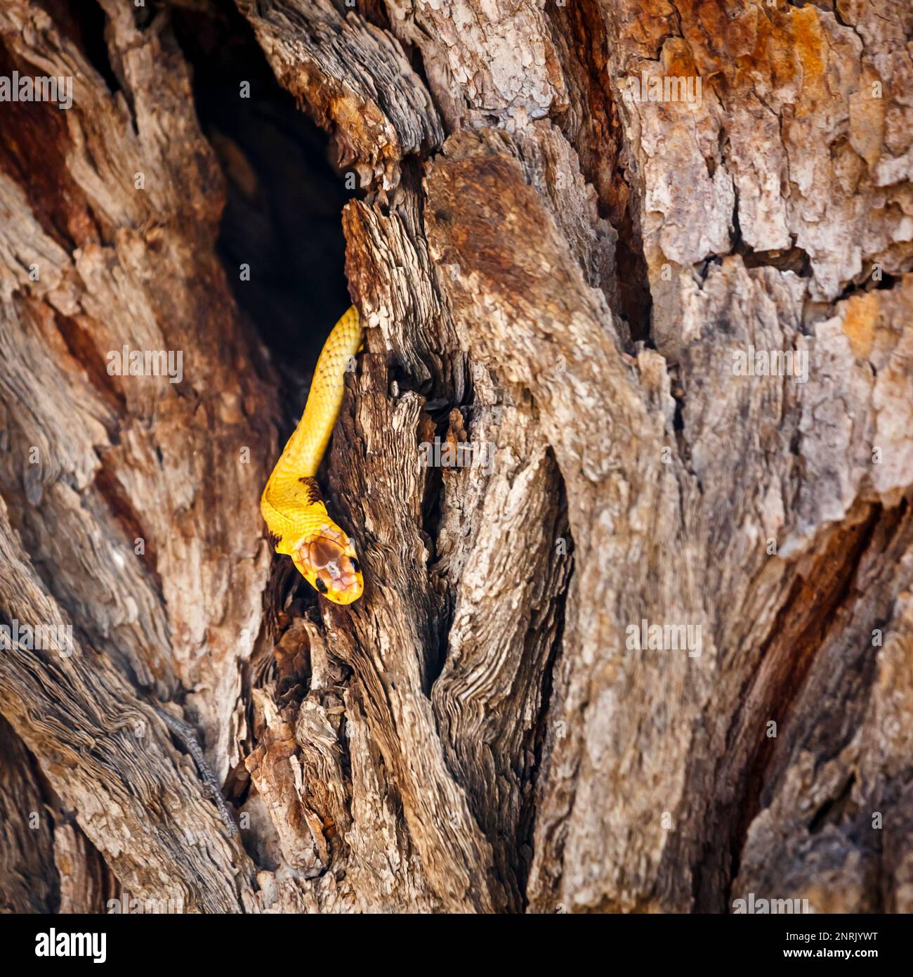 Snake tree hole hi-res stock photography and images - Alamy