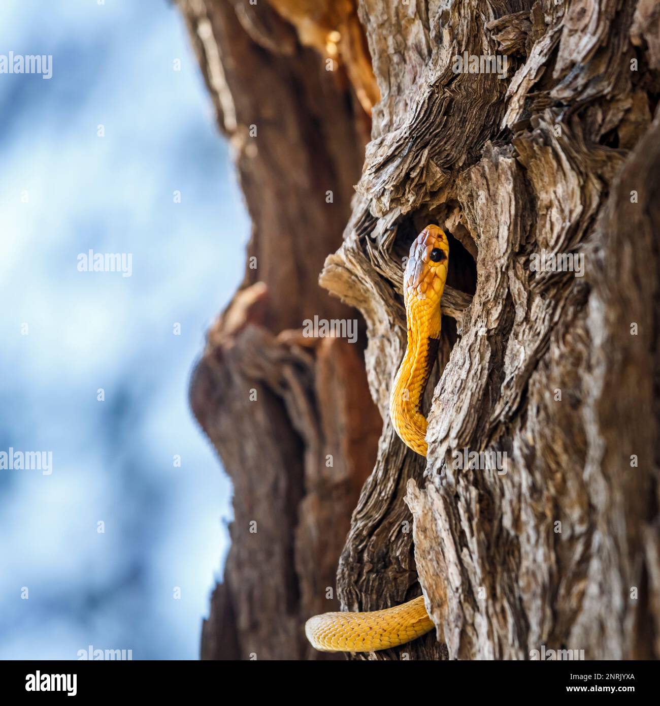 Cape cobra in tree trunk with nice bark in Kgalagadi transfrontier park ...