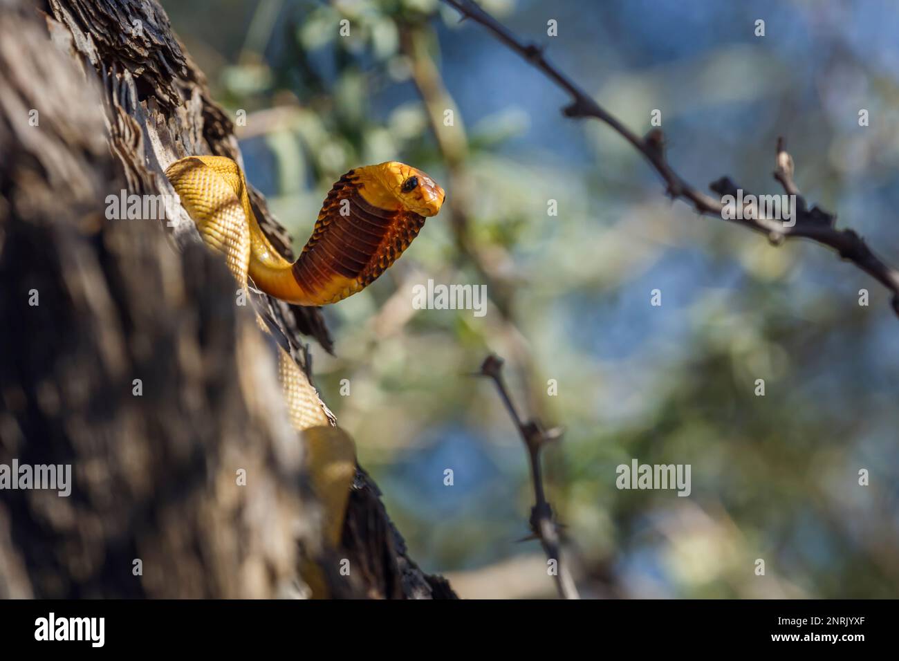 Cape cobra in tree trunk in attack in Kgalagadi transfrontier park ...