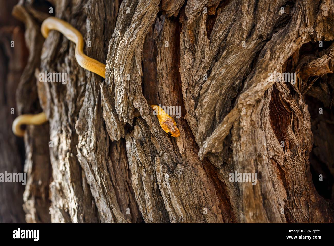 Cape cobra in tree trunk with nice bark in Kgalagadi transfrontier park ...