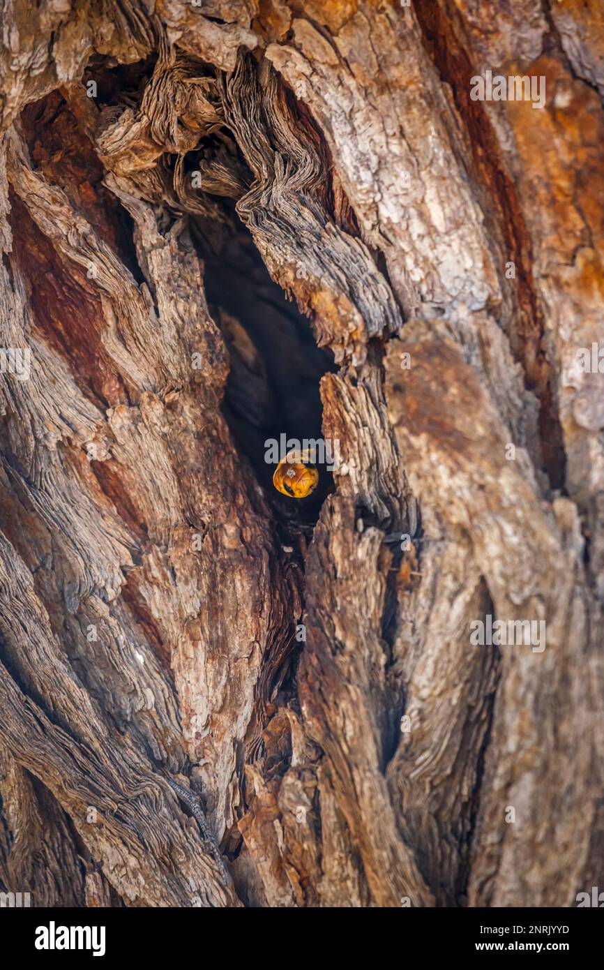 Cape cobra hiding in tree trunk hole with nice bark in Kgalagadi ...