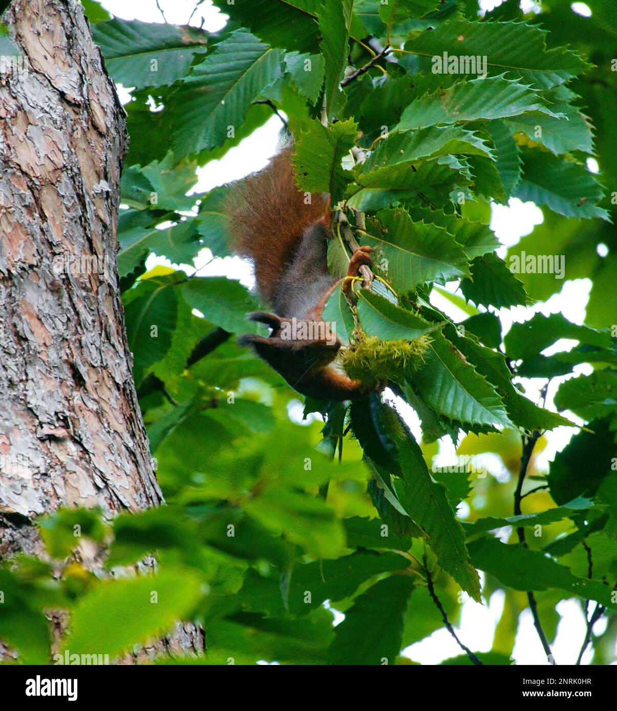 Red brown squirrel in tree between green leaves. Rodent from the wild ...