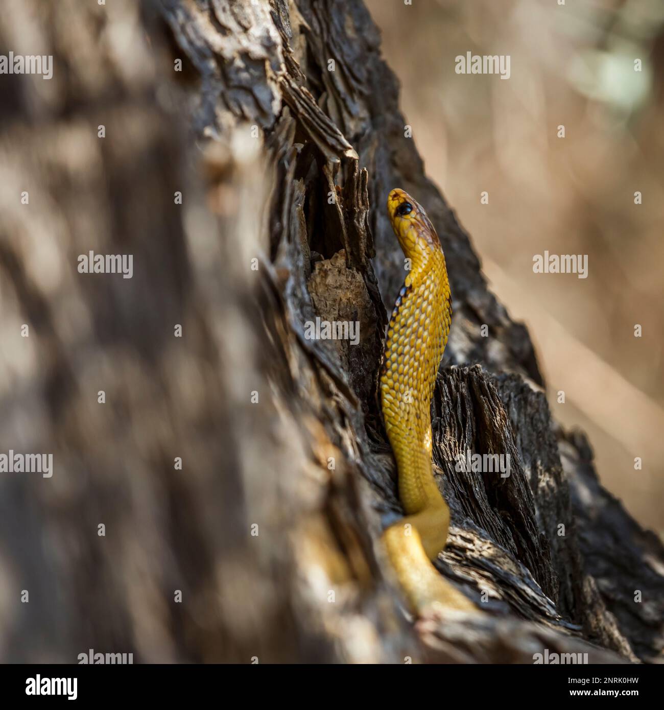 Cape cobra in tree trunk with nice bark in Kgalagadi transfrontier park ...