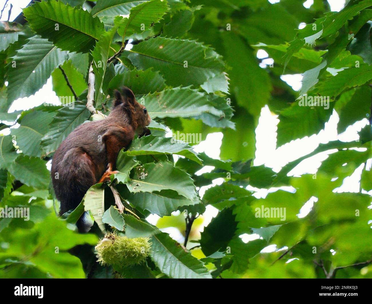 Red brown squirrel in tree between green leaves. Rodent from the wild ...