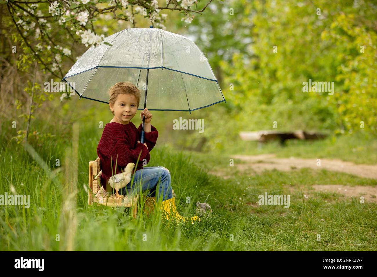 Cute child, boy, with umbrella and little chicks, sitting on a small ...