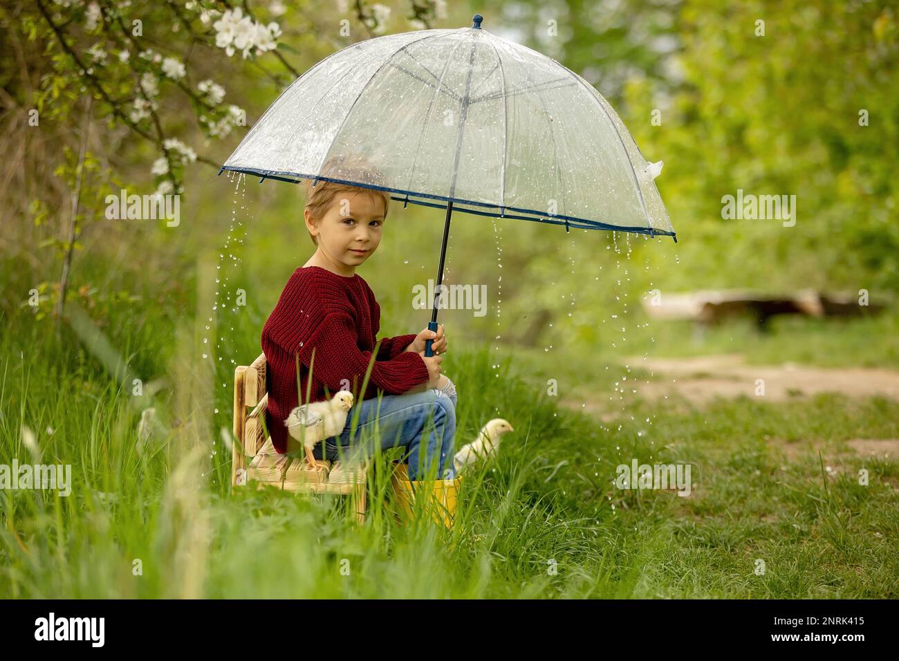 Cute child, boy, with umbrella and little chicks, sitting on a small bench in the park while ...