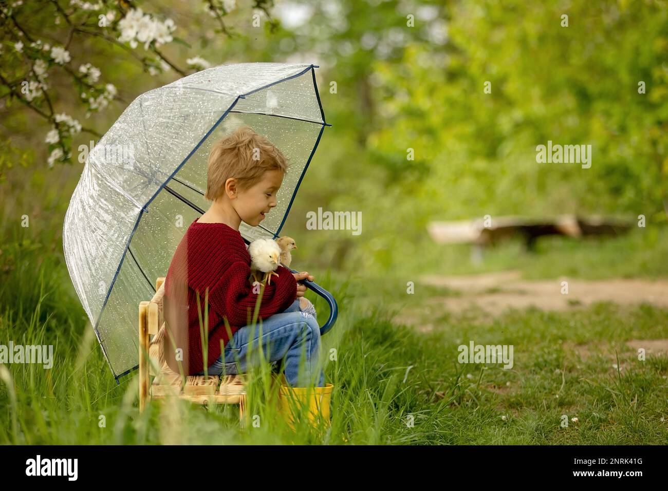 Cute child, boy, with umbrella and little chicks, sitting on a small ...