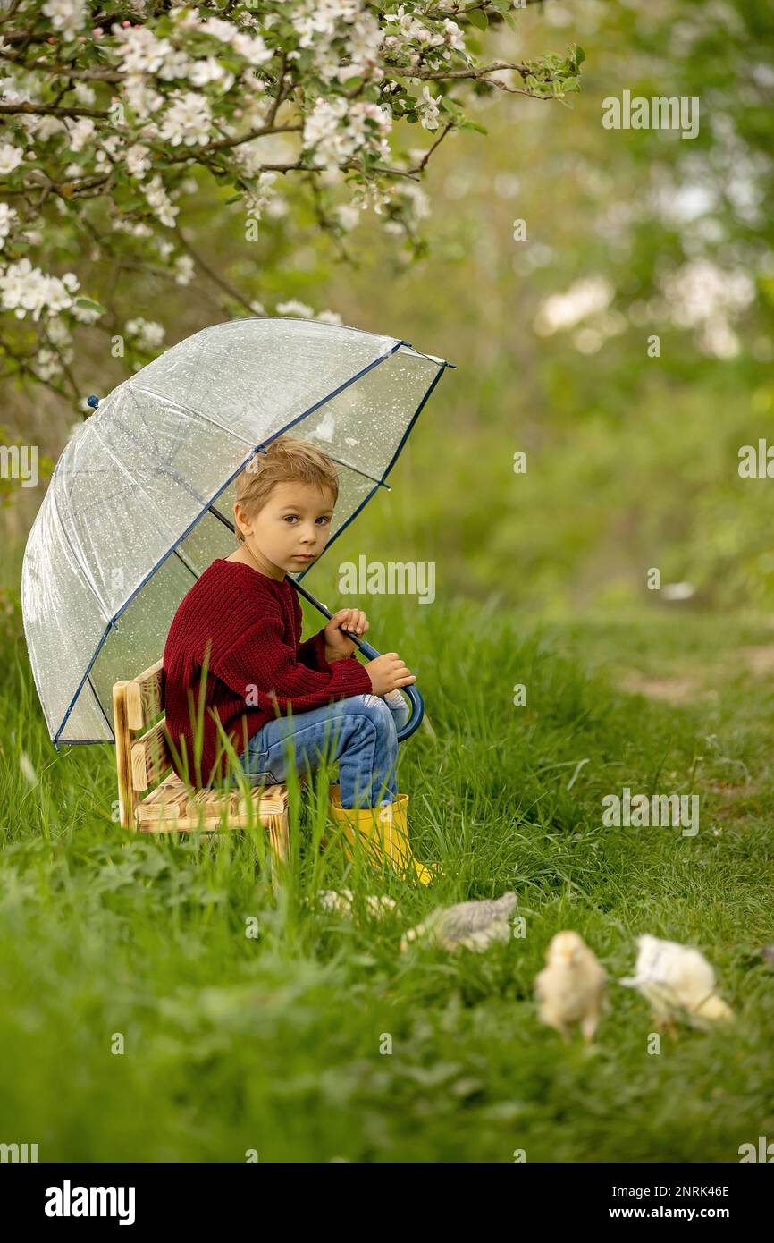 Cute child, boy, with umbrella and little chicks, sitting on a small ...