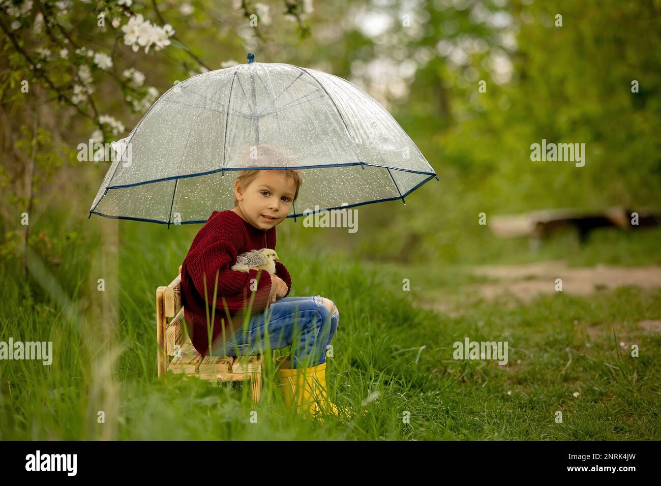 Cute child, boy, with umbrella and little chicks, sitting on a small ...