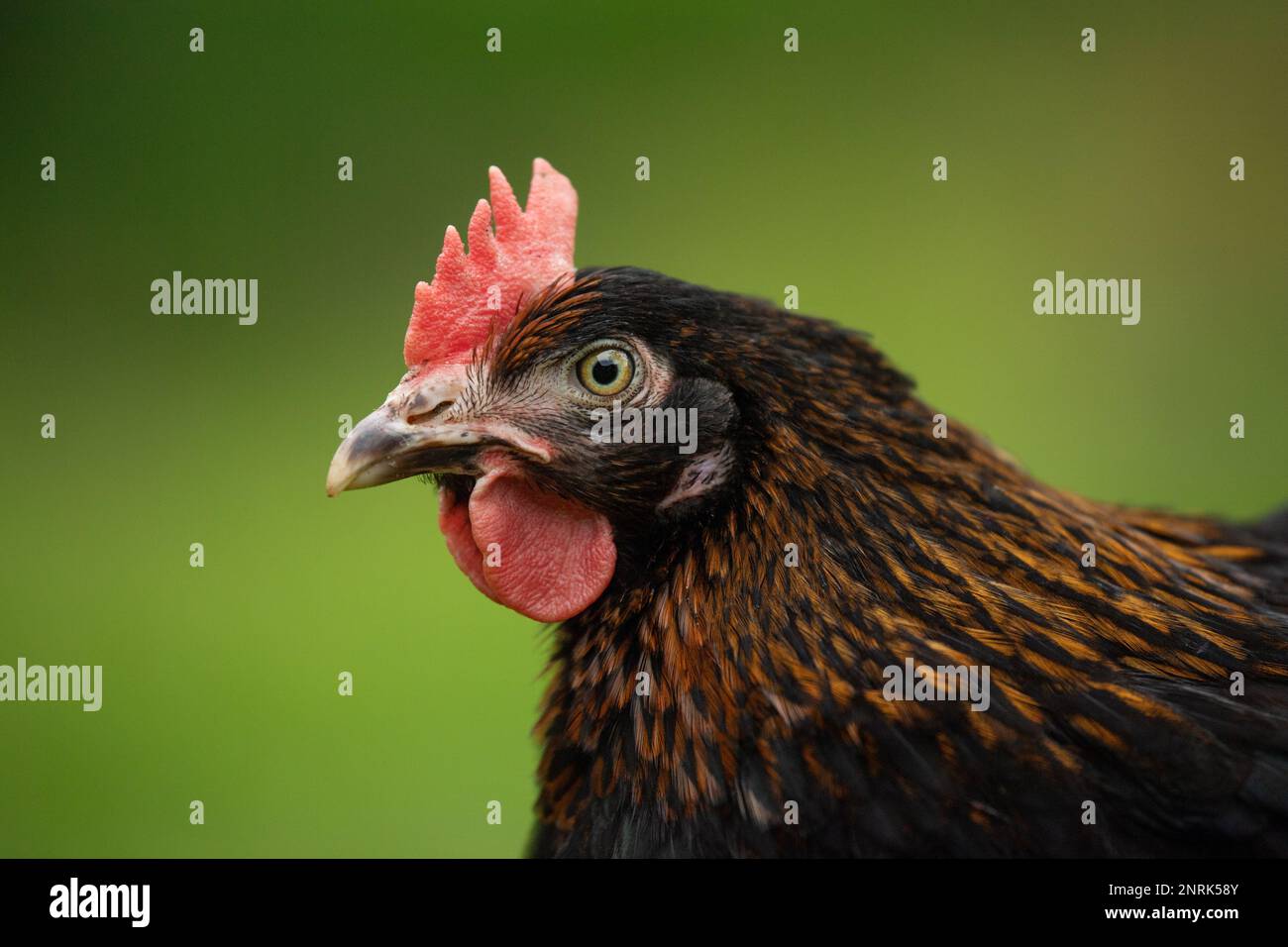 Marans rooster hi-res stock photography and images - Alamy