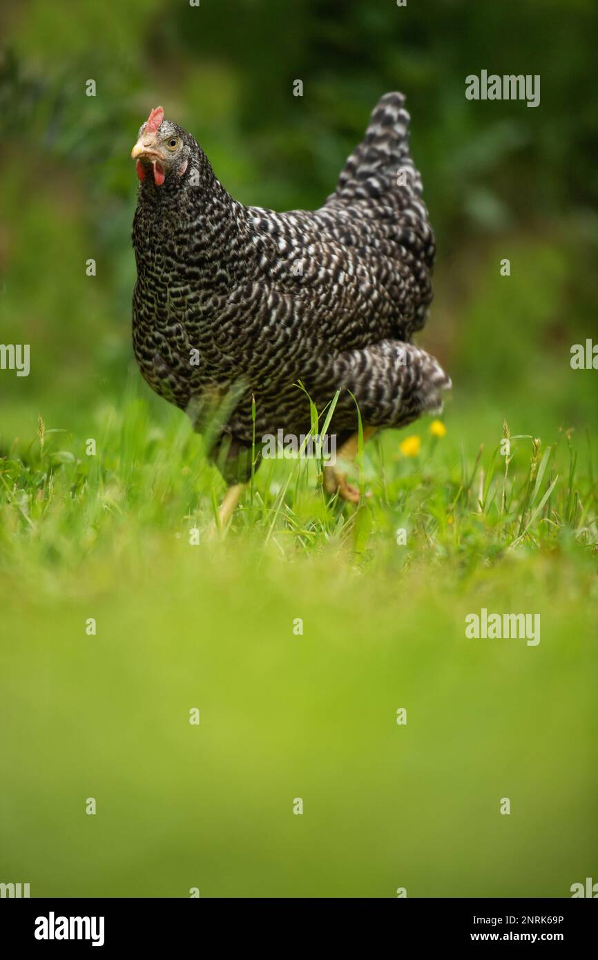 Amrock hi-res stock photography and images - Alamy