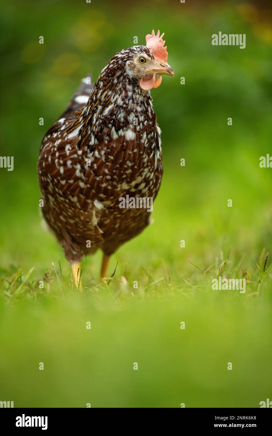Swedish flower hen hi-res stock photography and images - Alamy
