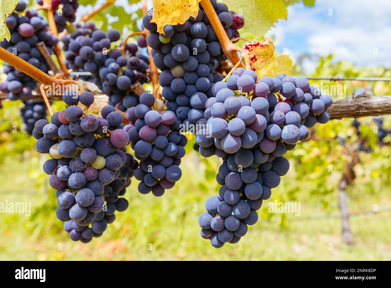 Yarra Valley Grape Vines in Australia Stock Photo - Alamy