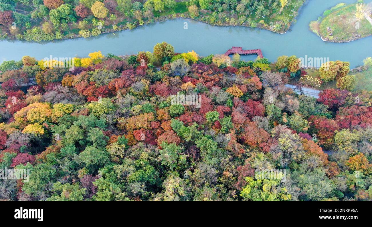 Colorful Trees In China