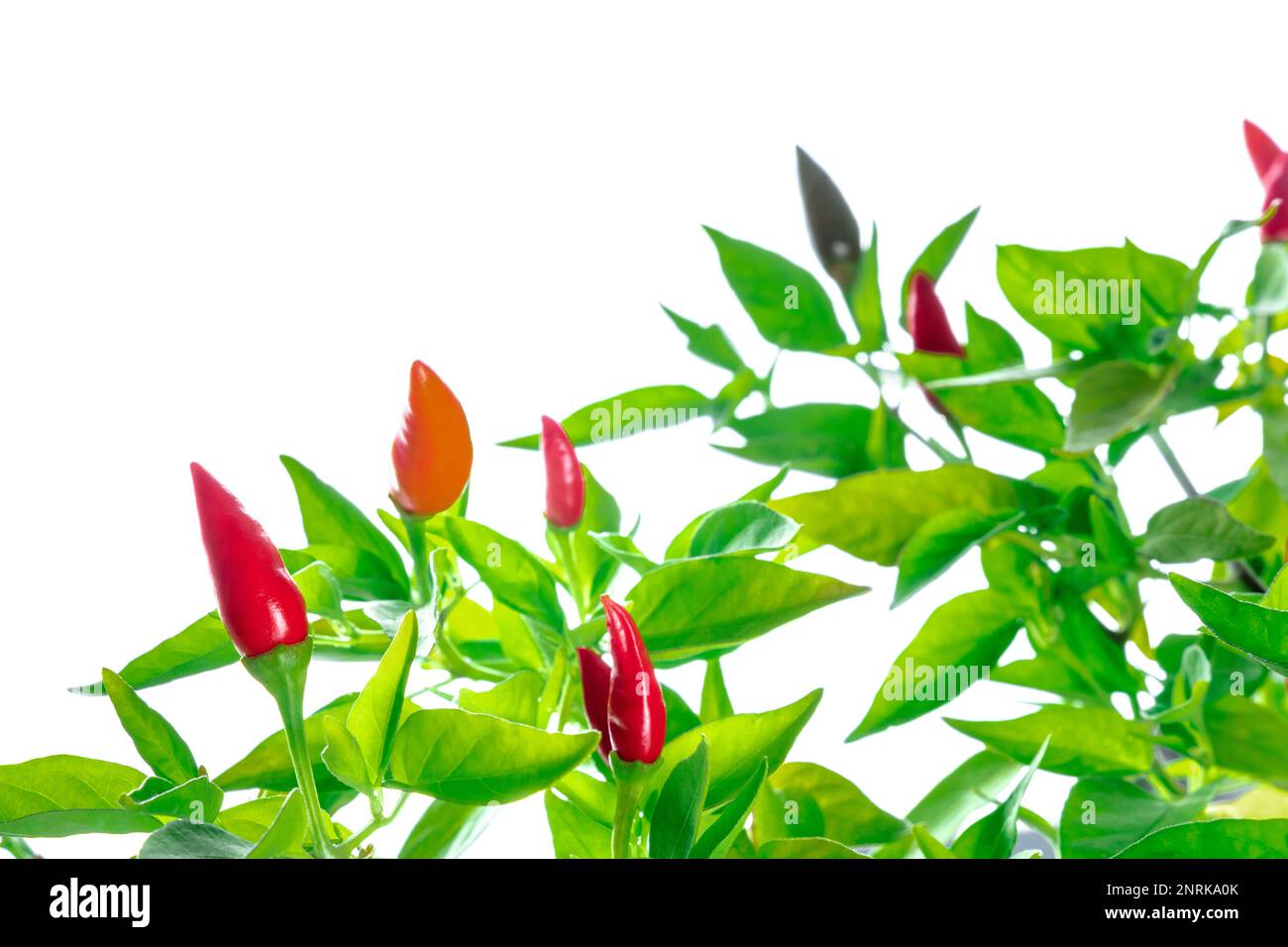 Organic red pepper plant with green leaves on a white background, with ...