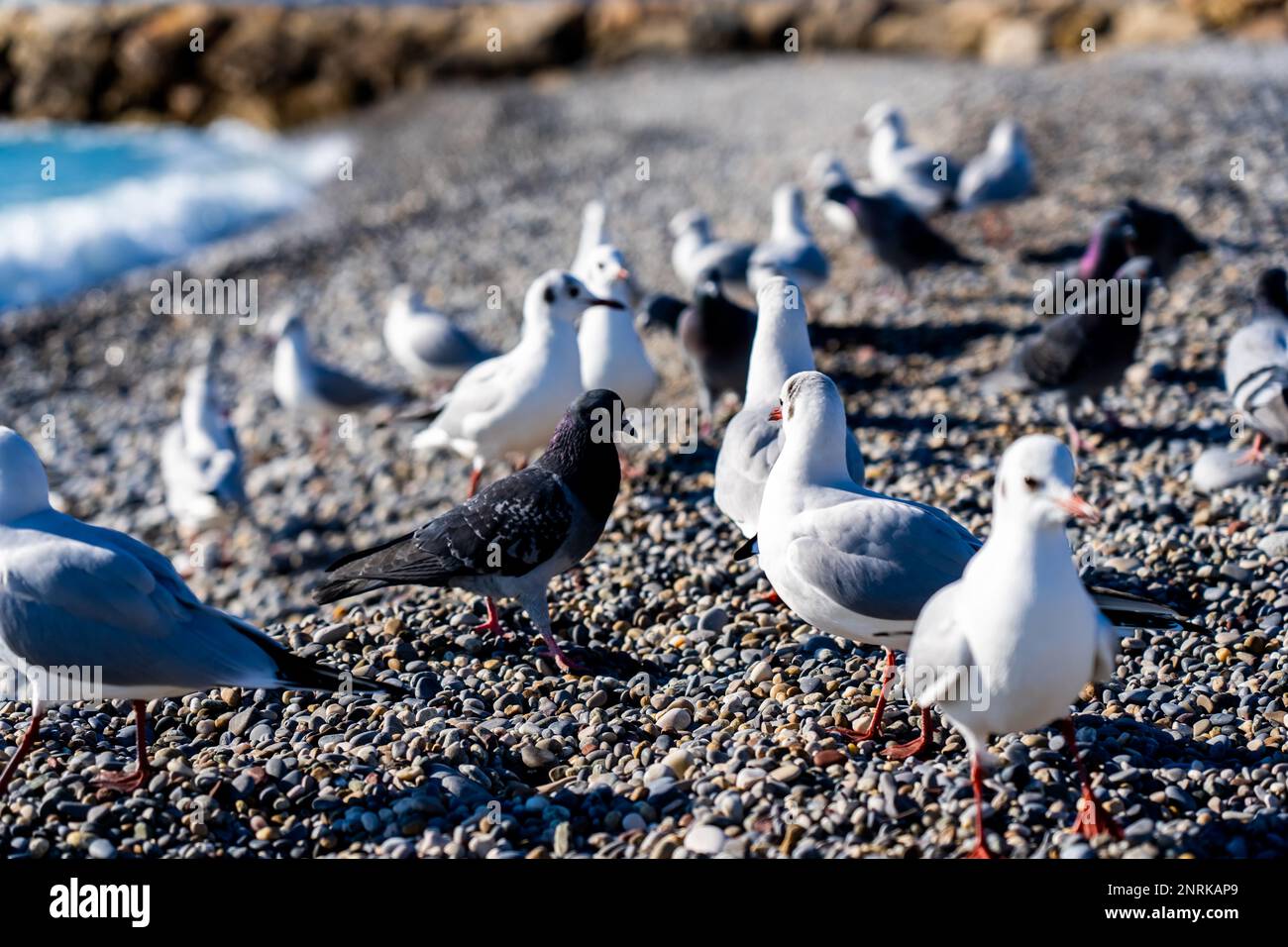 Seagulls and doves on a pebble beach on the shore. Animals and nature ...