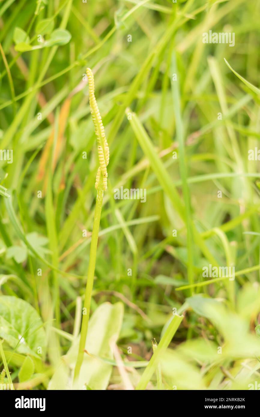 Adder's tongue fern (Ophioglossum vulgatum) growing on a nature reserve ...
