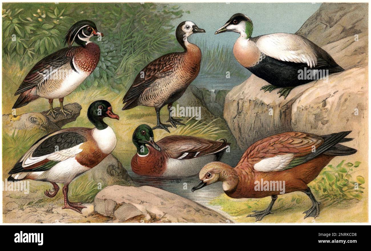 Various breeds of ducks. Publication of the book "Meyers Konversations ...
