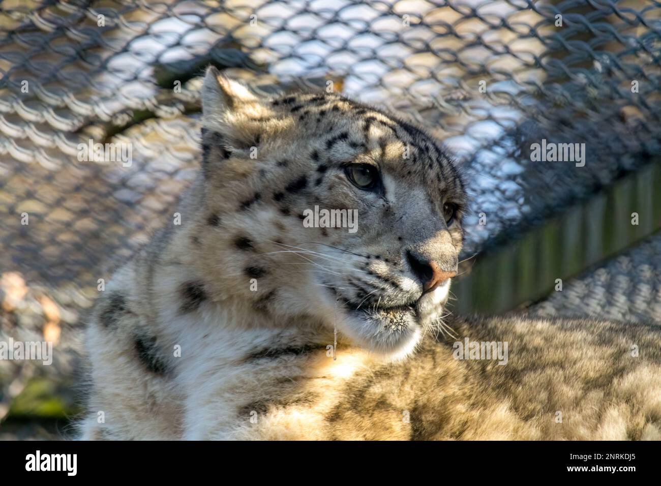 Ziva and Nuri are two majestic Snow Leopards at Howletts Zoo. These ...