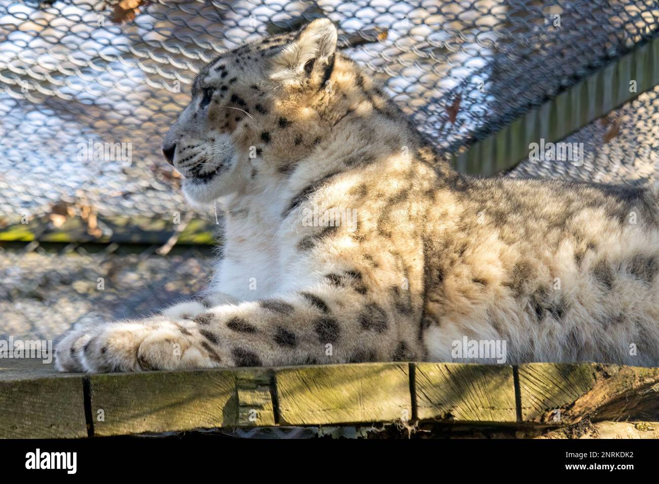 Ziva and Nuri are two majestic Snow Leopards at Howletts Zoo. These ...