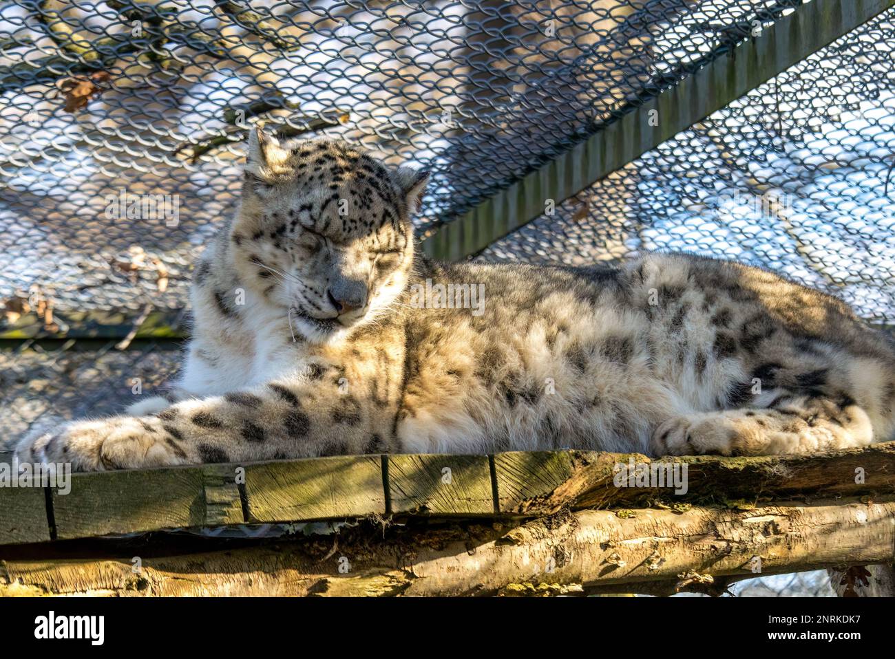 Ziva and Nuri are two majestic Snow Leopards at Howletts Zoo. These ...