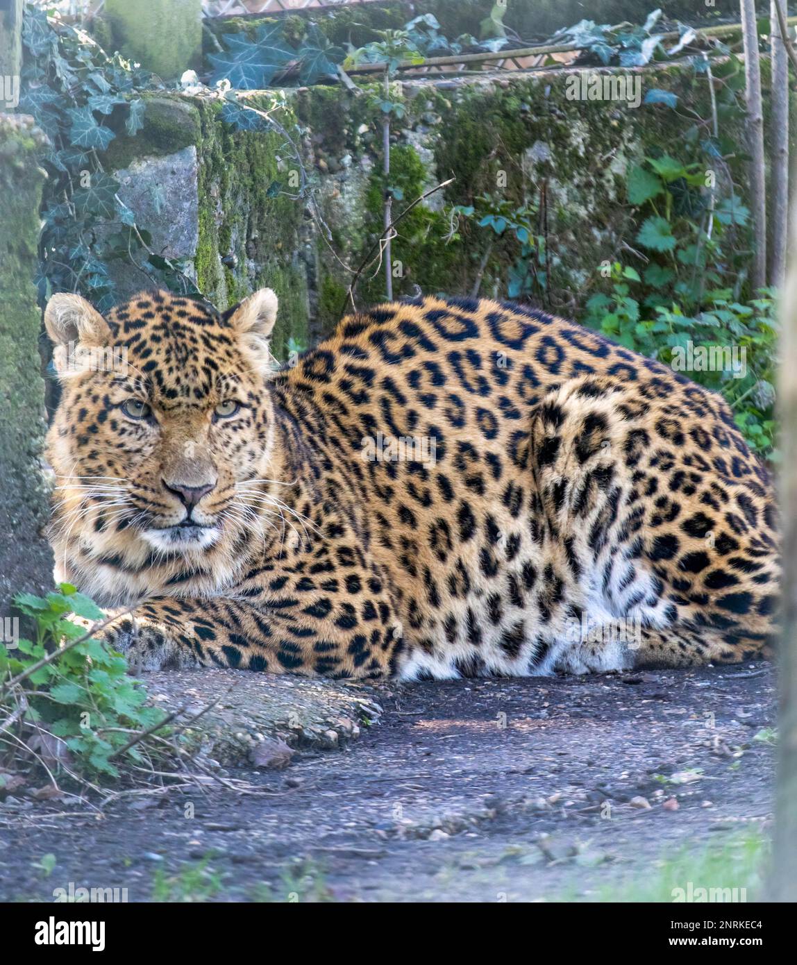 Meet the Northern Chinese leopards at Howletts Zoo! These endangered ...