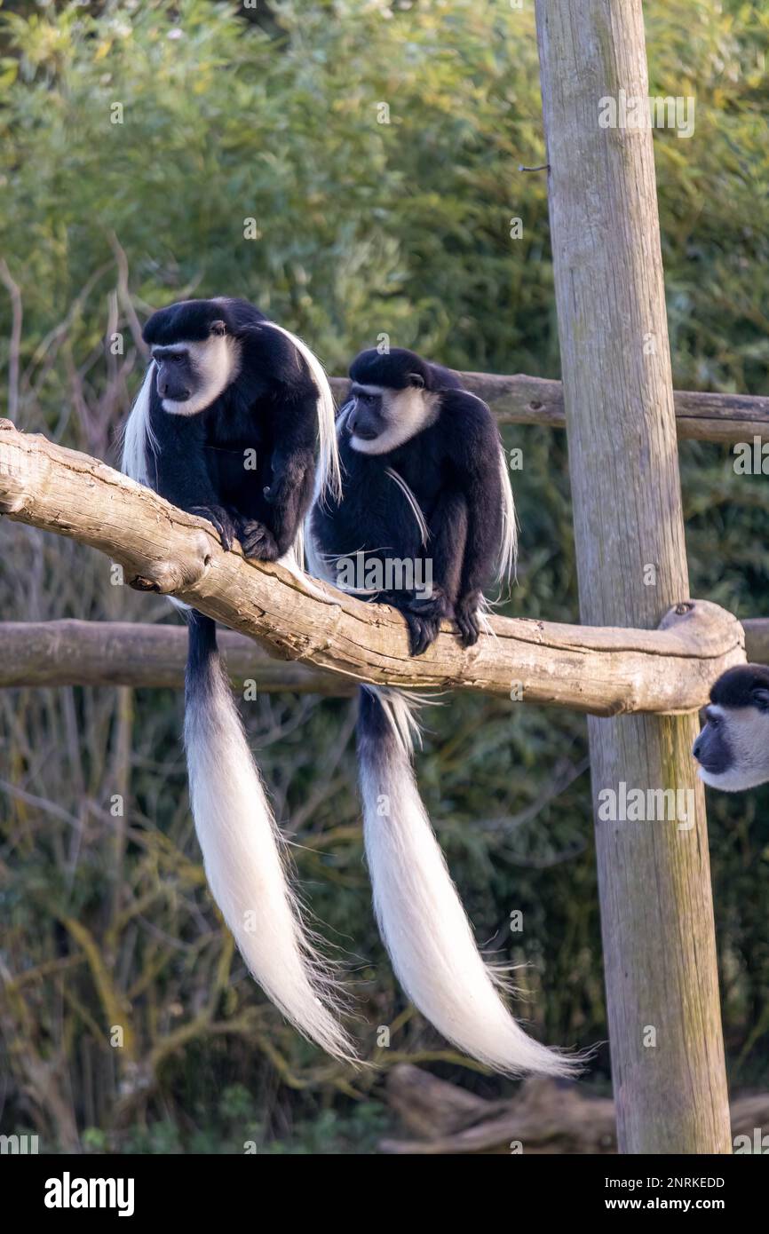 Eastern black and white colobus monkeys at Howletts Zoo are arboreal ...