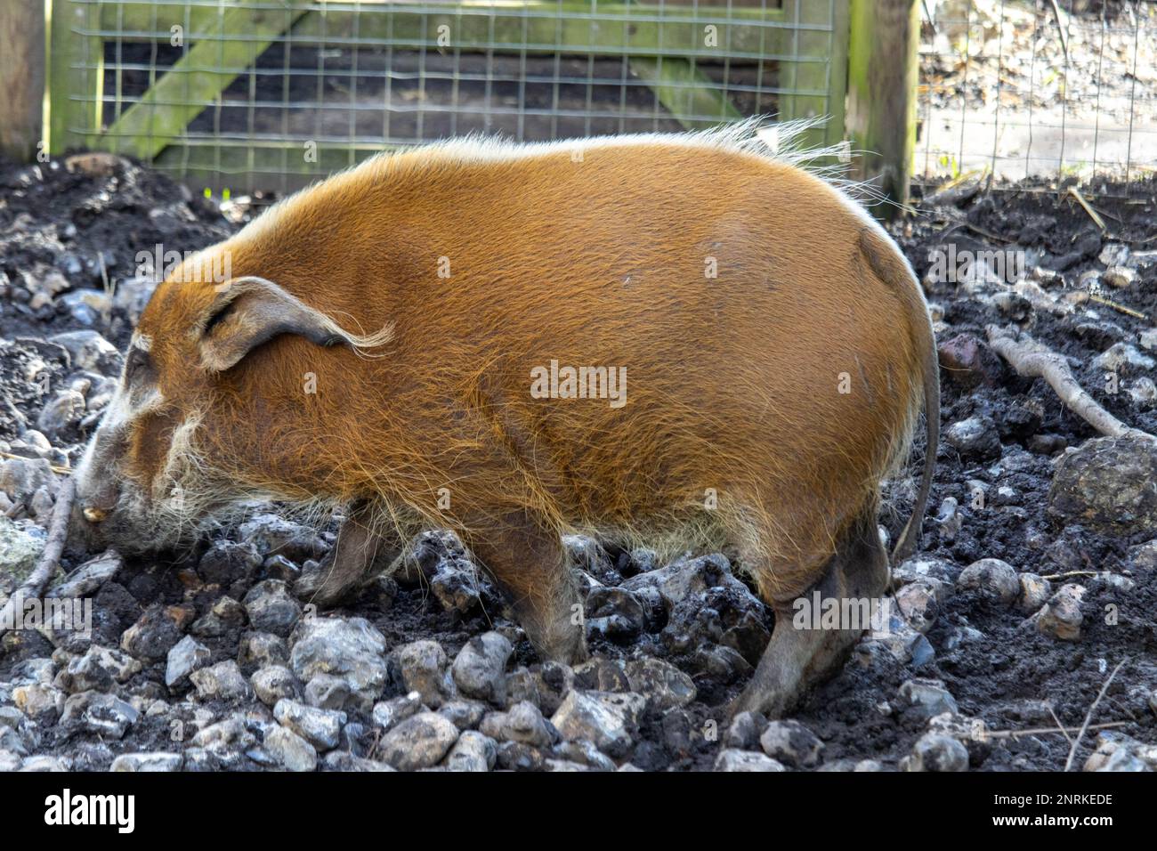 Meet the Red River Hog at Howletts Zoo - known for their distinctive ...