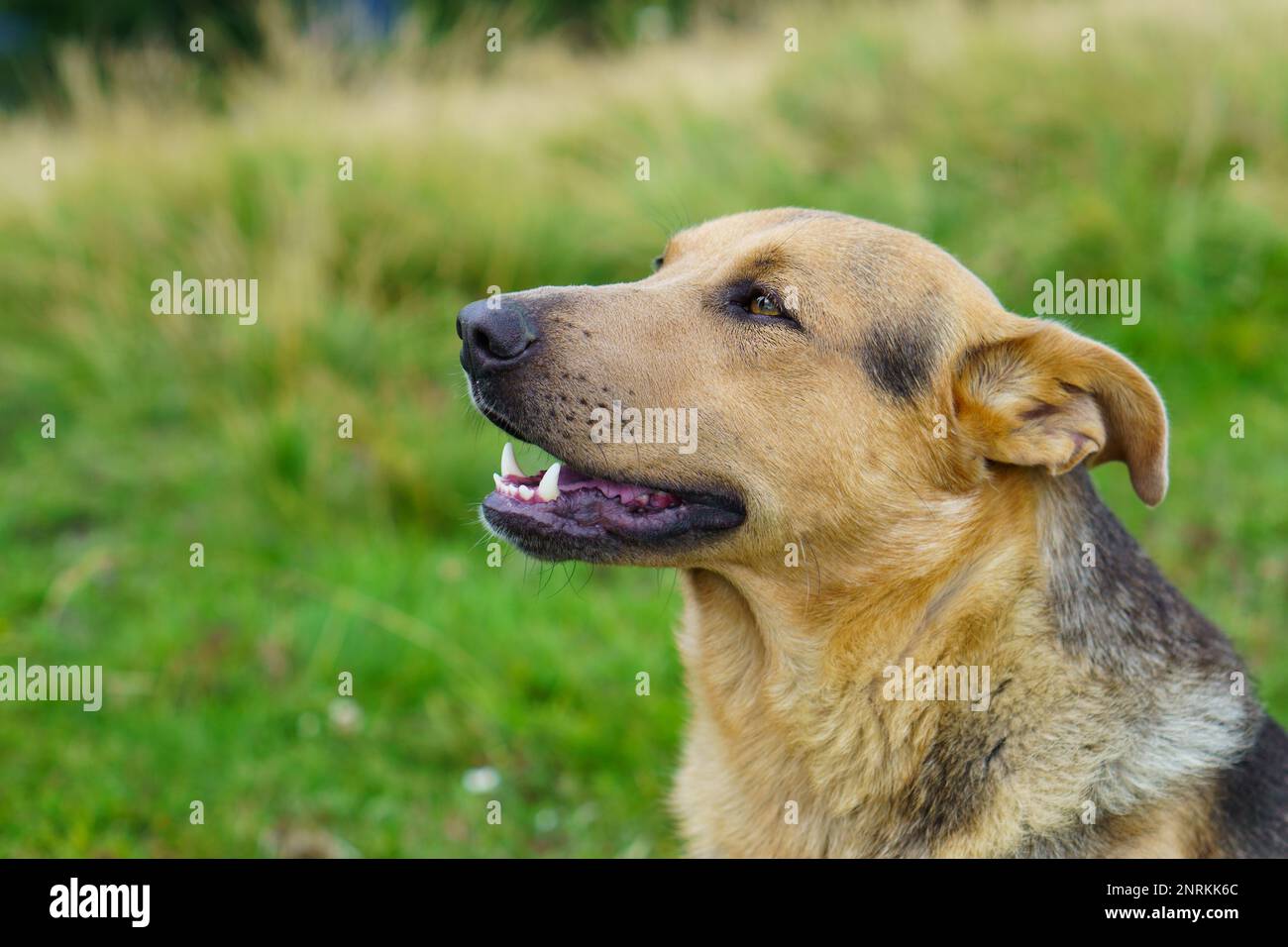 Smiling cute mixed breed handsome pastel ginger red dog having fun on ...