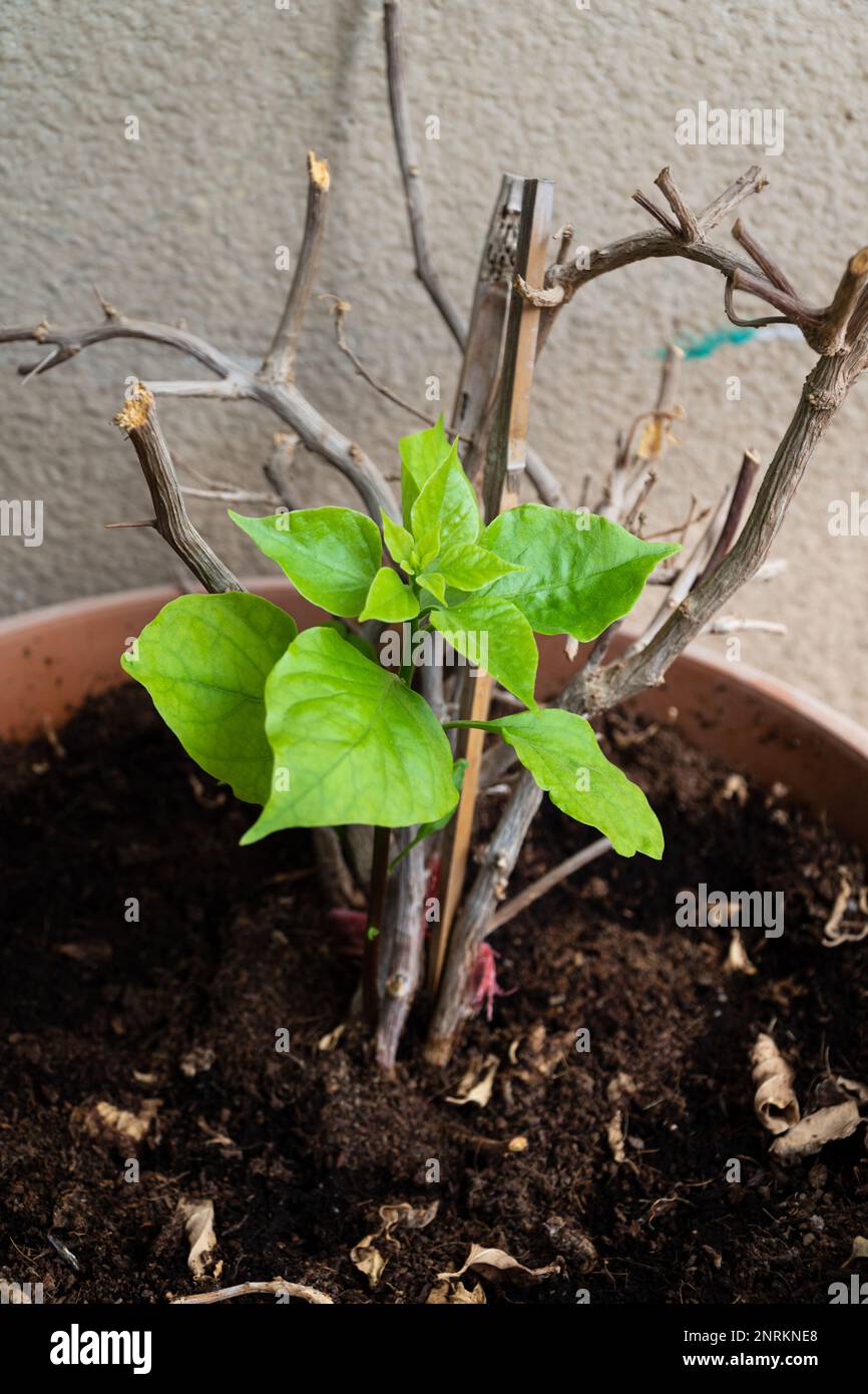 young lush green plant growing in soil in a brown pot on a balcony ...