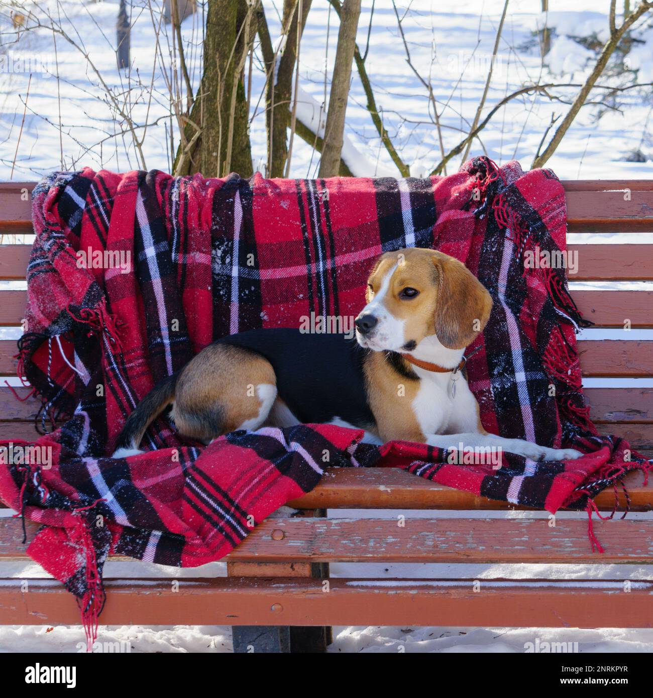 Purebreed adorable beagle dog hi-res stock photography and images - Alamy