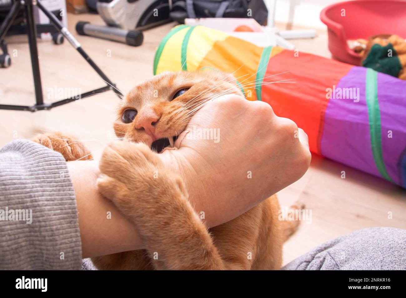 Serious bites hi-res stock photography and images - Alamy