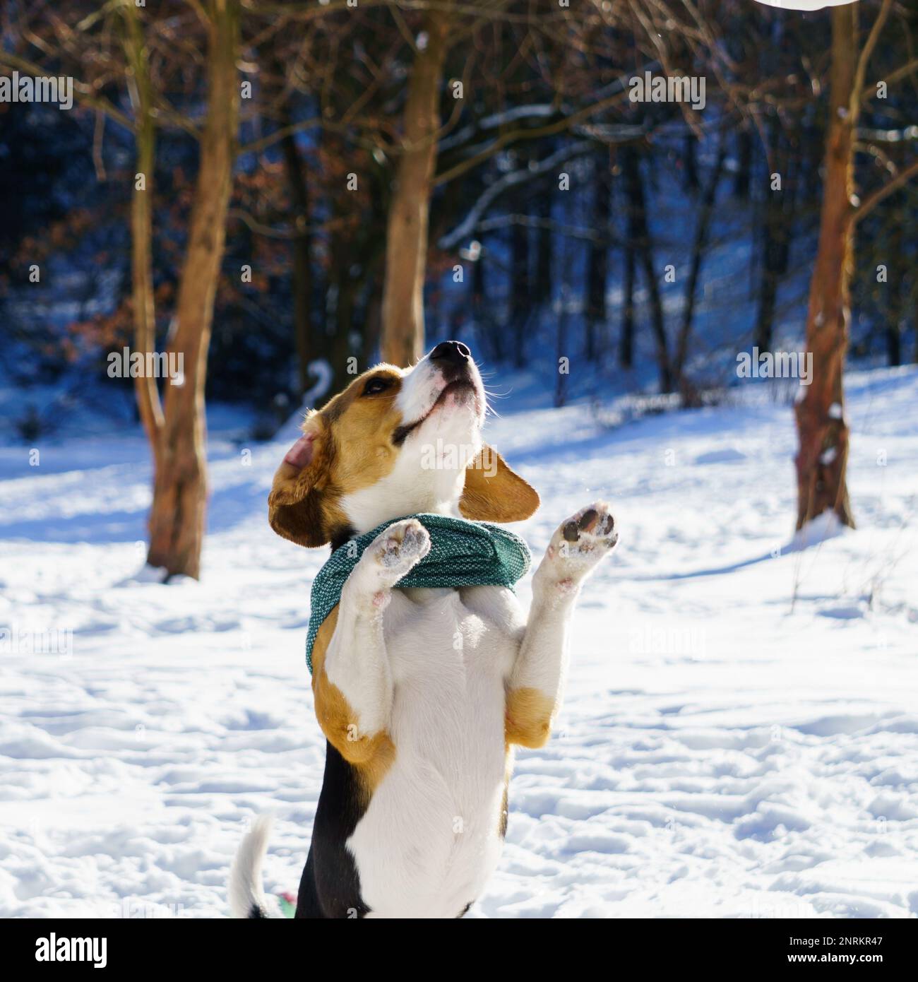 Adorable purebreed beagle puppy dog wearing green buff or scarf on snow ...