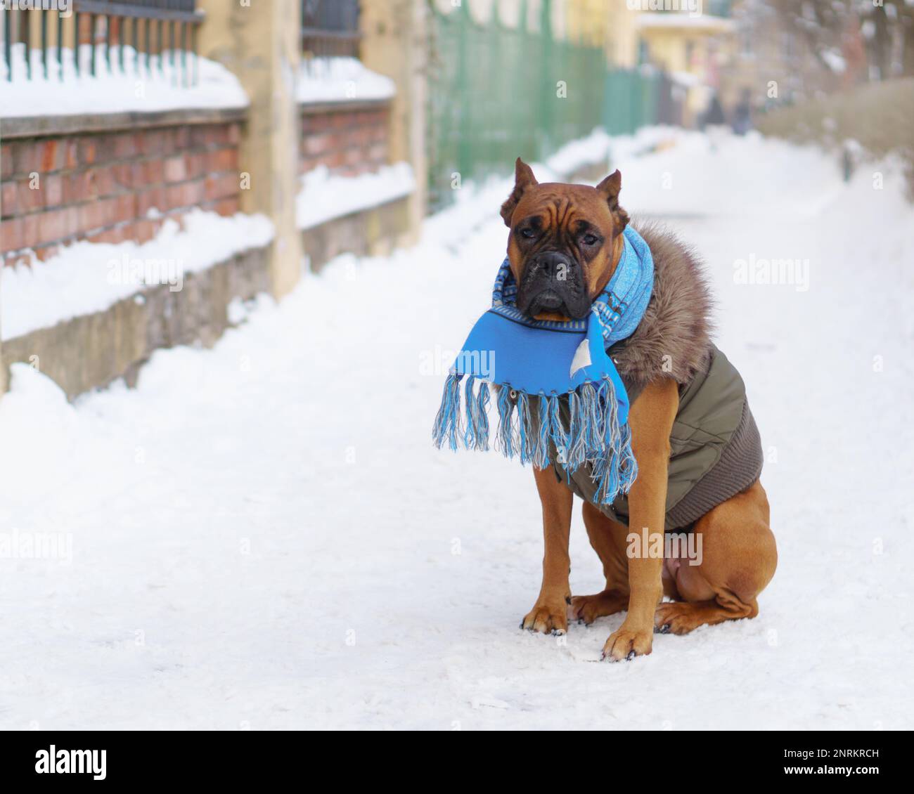 Boxer puppy dog wearing blue scarf and gilet clothing with fur sitting ...