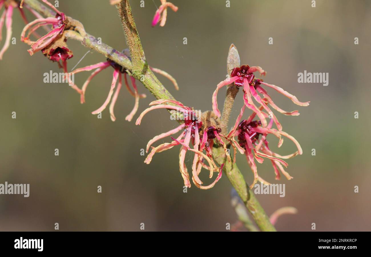 Red flowers of the Hamamelis Intermedia 'Ruby Glow' or Witch hazel, in ...
