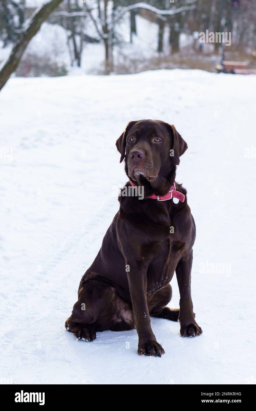 Purebreed adorable labrador retriever dog sitting on snow. Winter in ...
